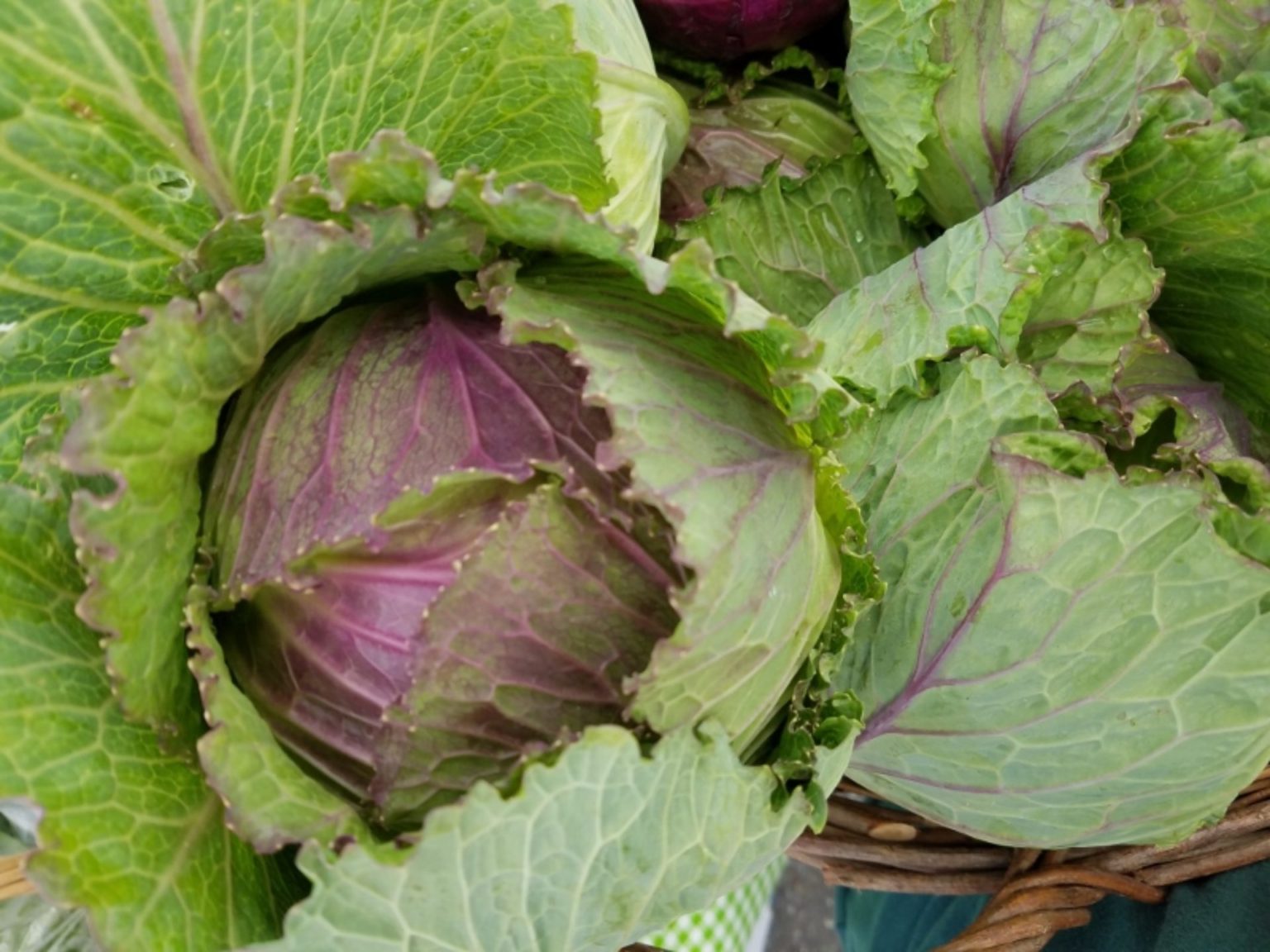 cropped-Cabbage_purple_savoy_small.jpg – Skylight Farms